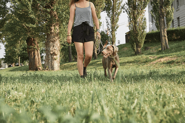 How to Walk a Bad Dog: 3 Tips & Tricks - Adventuredogs