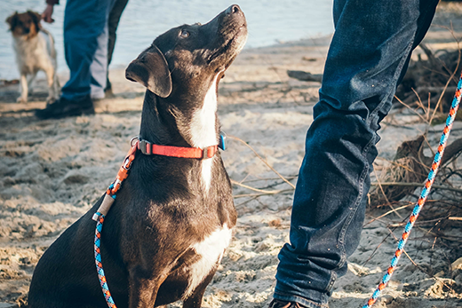 What is the Least Effective Method to Retrieve a Dog That Has Got Off ...